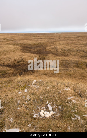 snowy owl Nycttea scandiaca nest filled with eggs on the tundra ...