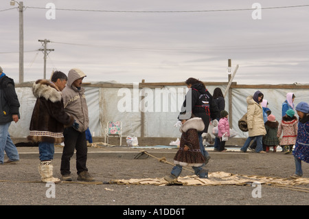 setting up for the blanket toss at the spring Nilugatuk event ...