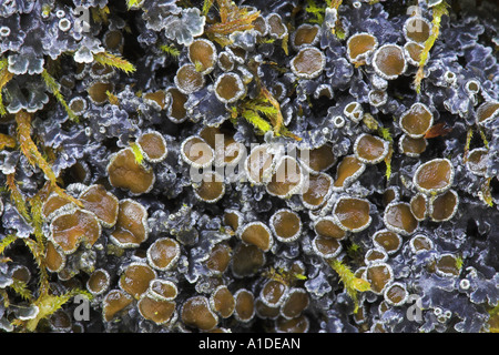 Red-eyed shingle lichen, Pannaria rubiginosa Stock Photo - Alamy