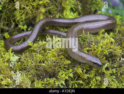 Slow worm Anguis fragilis, shiny golden buff scaly body a legless ...