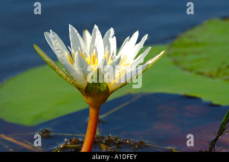 Water lily, Okavango Delta, Botswana, Africa Stock Photo - Alamy