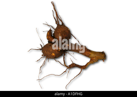 botany, cassava, (Manihot esculenta), roots, harvest, harvested, tubers ...