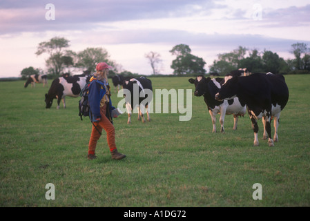 Walking across Field of Cows Gower Peninsular South Wales Stock Photo ...
