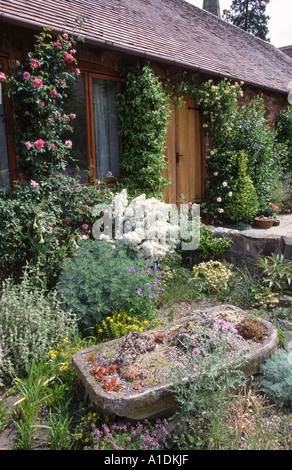 alpine,alpines,trough,display,container,gardening,garden,gardens ...