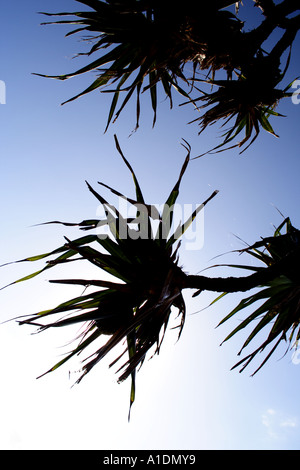 PANDANUS PALM PANDANACEAE cookii COOKII Stock Photo - Alamy