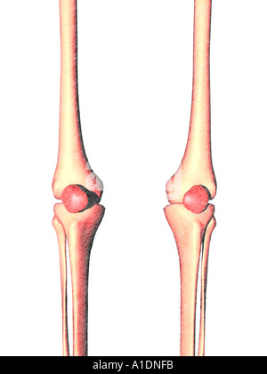 Human skeleton anatomy Patella Bone 3D Rendering For Medical Concept ...