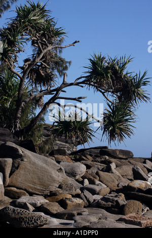 PANDANUS PALM PANDANACEAE cookii COOKII Stock Photo - Alamy