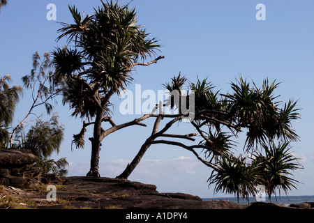 PANDANUS PALM PANDANACEAE cookii COOKII Stock Photo - Alamy