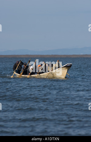 fourth of July umiak skin boat races Arctic coast off Tikigaq Point ...