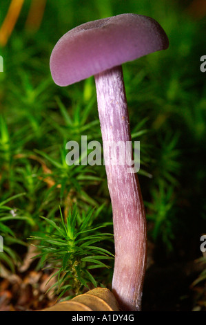 Small violet mushroom, the Amethyst deceiver, between brown fallen ...