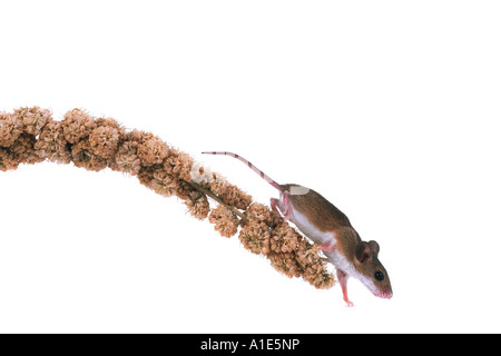 African pygmy mouse (Mus minutoides), on eggs Stock Photo - Alamy