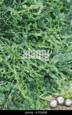 Enteromorpha, green alga, green seaweed (Enteromorpha spec.), detail of ...