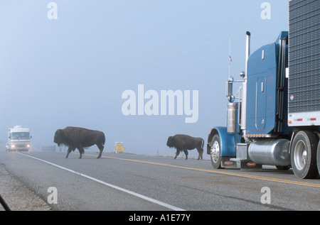 Bison Crossing sign, West Yellowstone, Montana Stock Photo - Alamy