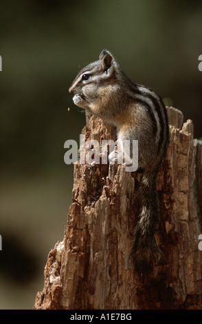 Chipmunk on a dead log Stock Photo - Alamy