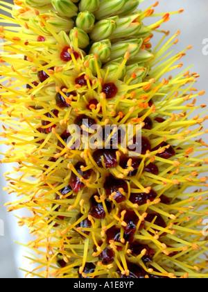 Aloe (Aloe spicata, Aloe sessiliflora, Aloe tauri), flower with nectar ...