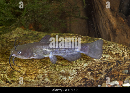 Underwater photo of the brown bullhead (Ameiurus nebulosus), in ...