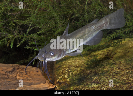 horned pout, American catfish, brown bullhead, speckled catfish ...