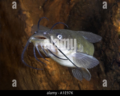 horned pout, American catfish, brown bullhead, speckled catfish ...