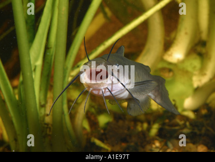 Brown bullhead, speckled catfish, American catfish, Brauner Zwergwels ...