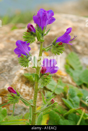 Patterson's Curse Echium plantagineum native to southern and western ...