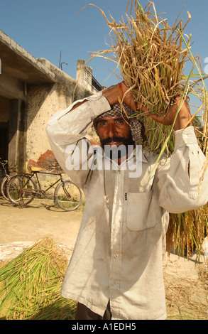 Fairtrade rice farmer, India Stock Photo - Alamy