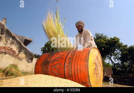 Fairtrade rice farmer in northern India Stock Photo - Alamy