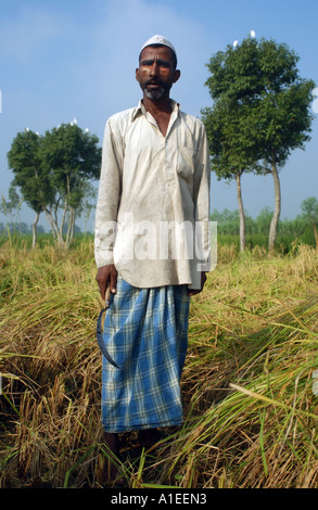Fairtrade farmer on his rice field in northern India Stock Photo - Alamy