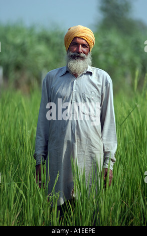 Fairtrade farmer on his rice field in northern India Stock Photo - Alamy