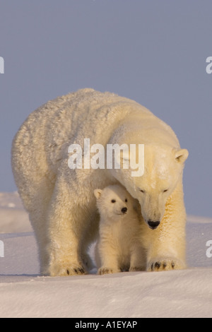 polar bear sow with newborn spring cubs newly emerged from their den ...