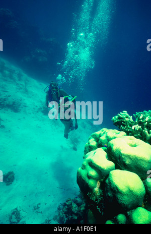 Couple scuba diving while exploring the coral reefs of Bonaire, Netherlands Antilles, Caribbean ...