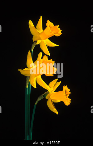 flowers of daffodils on a black background Stock Photo - Alamy