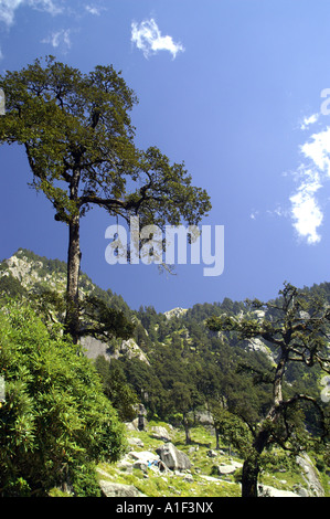 Trees and plants and rocks of Dhauladhar range above McLeod Ganj, India ...