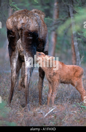 Alaskan Cow and Calf Moose, Shot in the wild Stock Photo - Alamy