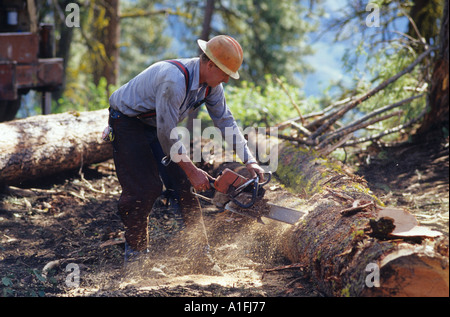 A logger using a chainsaw in a logging competition cutting against ...