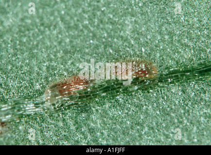 Fairyfly parasitoid wasps (Anagrus atomus) laying eggs in tomato ...