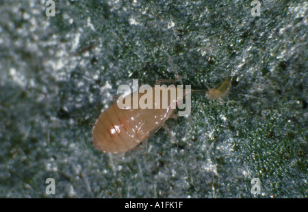 A predatory flower bug Orius laevigatus feeding on a westerm flower ...