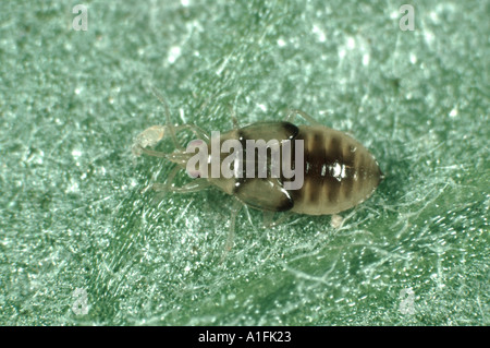 Predatory flower bug Orius majusculus feeding on western flower thrip ...