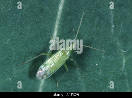 Predatory mirid bug Macrolophus pygmaeus adult a commercial predator of ...