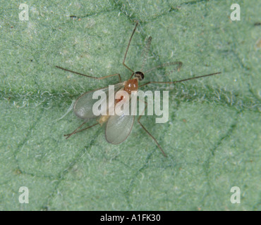 Predatory midge (Feltiella acarisuga) adult emerging from its pupa ...