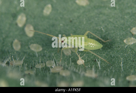 Predatory bug (Macrolophus pygmaeus) predator of whitefly in ...