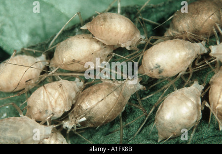 Pea aphid parasitised by a parasitoid wasp Aphidius ervi with healthy ...