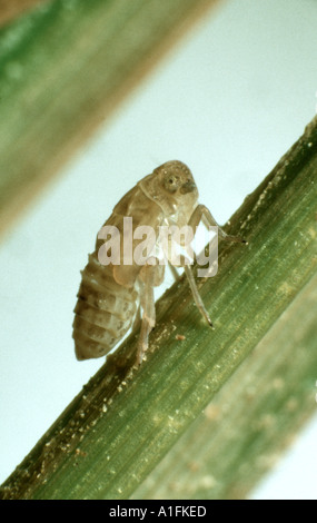 Brown rice planthopper Nilaparvata lugens brachyopterous adult on rice ...