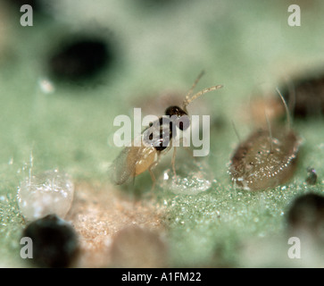 Parasitoid wasp Encarsia formosa adult among whitely larvae hosts Stock ...