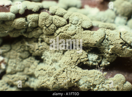 Close-up view of a specimen of Ivory Bush Coral (Oculina Diffusa Stock ...