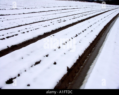 Black and white perspective potato rows in snow Stock Photo - Alamy