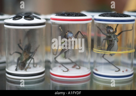 crickets in boxes alive in dongtai flower bird fish and insect market ...