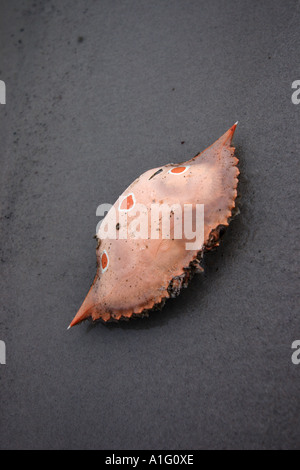 DECORATIVE CRAB SHELL WASHED UP ON MUDFLATS Stock Photo - Alamy