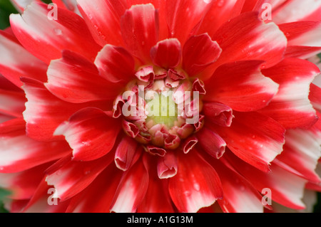 Close Up of Red and White Bicolor Rose Bud in Garden Stock Photo - Alamy
