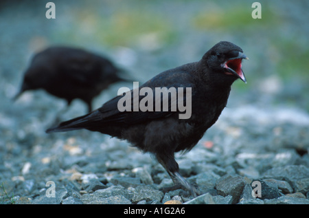 Alaskan Raven Portrait Summer Alaska Stock Photo - Alamy