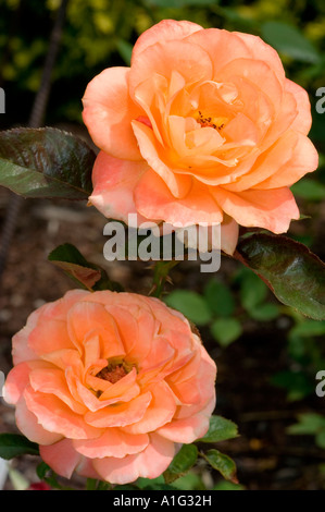 Vertical macro of a lush peach-pink peony bloom with layered petals and ...